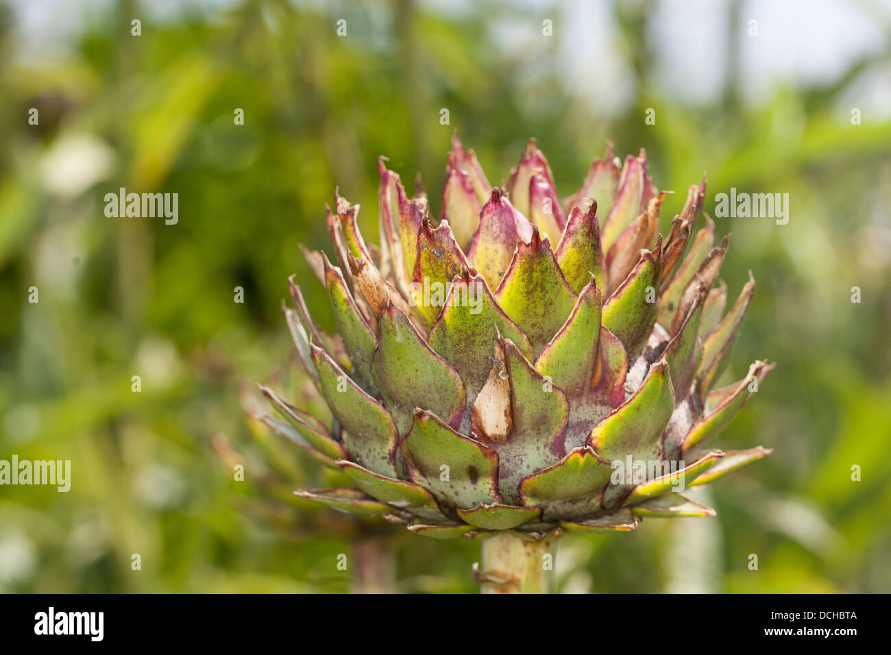 Kardy hi-res stock photography and images - Alamy