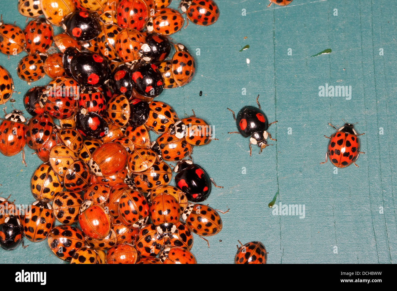 Ladybird hibernation hi-res stock photography and images - Alamy