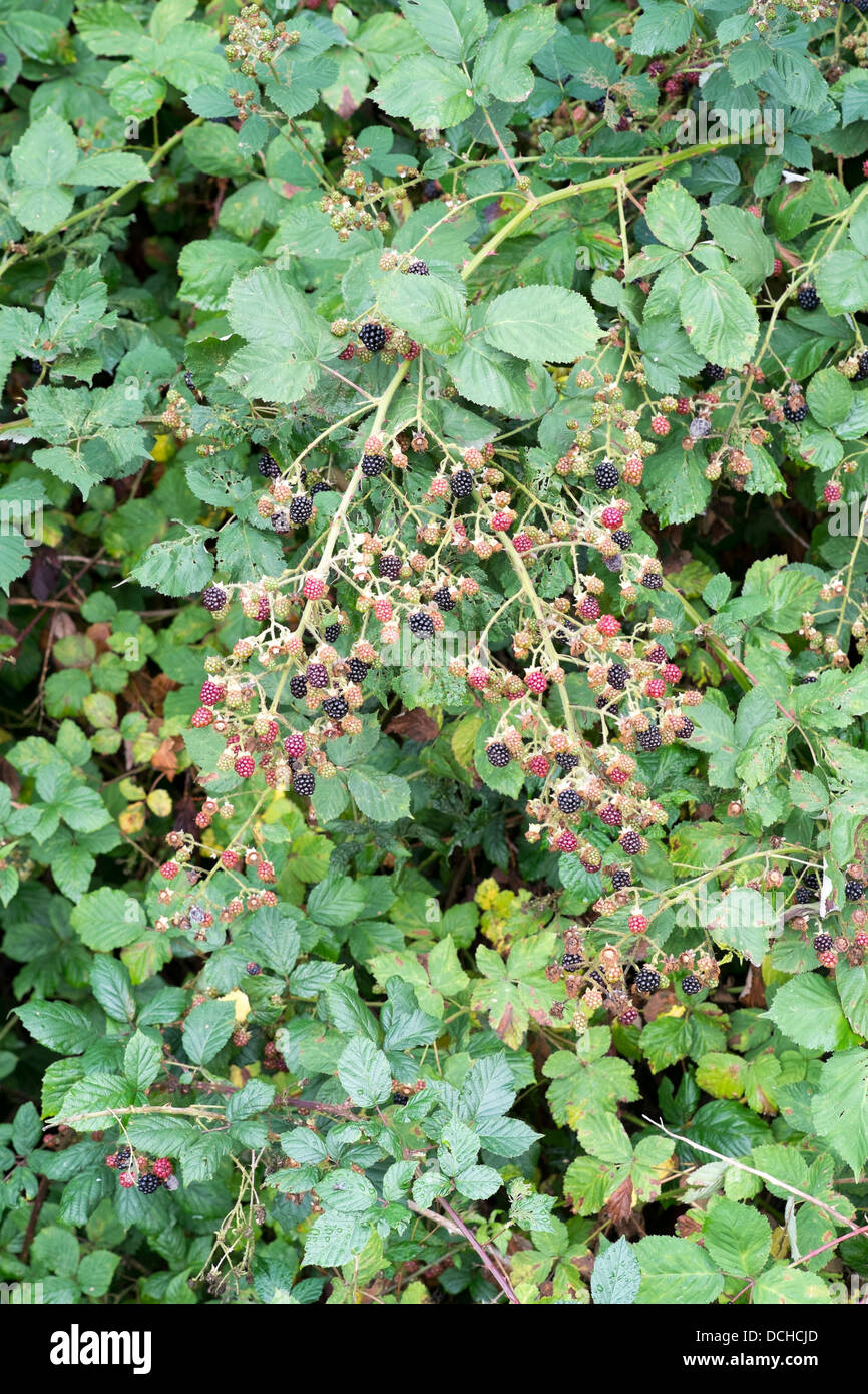 Blackberries ripening on bramble bush UK Stock Photo - Alamy