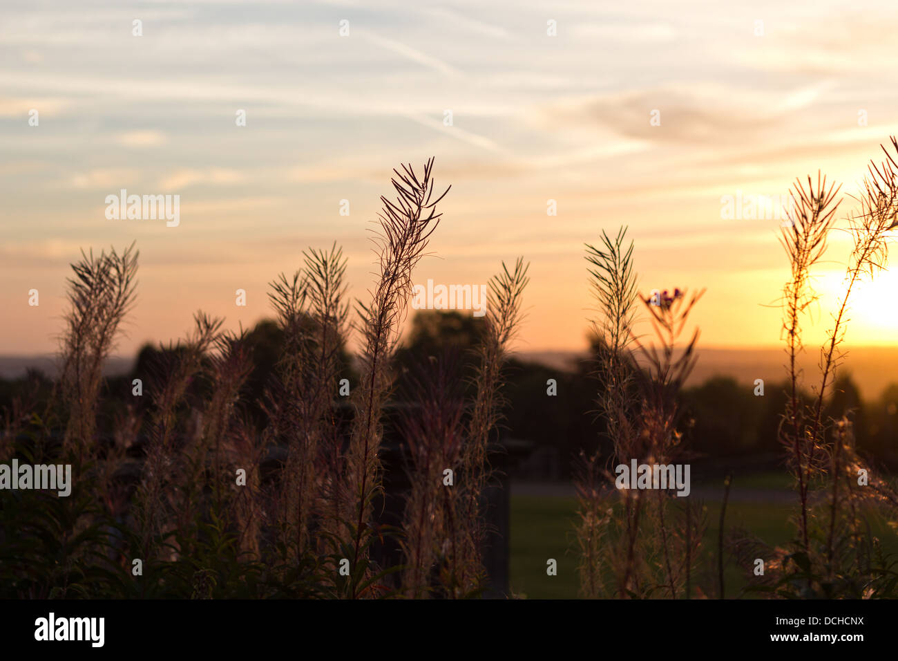 Grasses greeting the sun arising in the new day Stock Photo - Alamy
