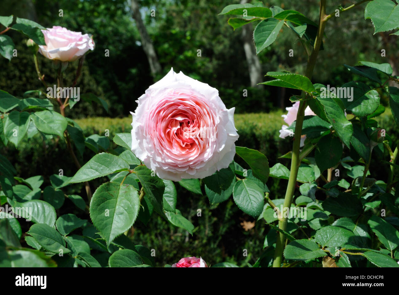 Rose at Rosaleda in Retiro Park, Madrid, Spain Stock Photo - Alamy