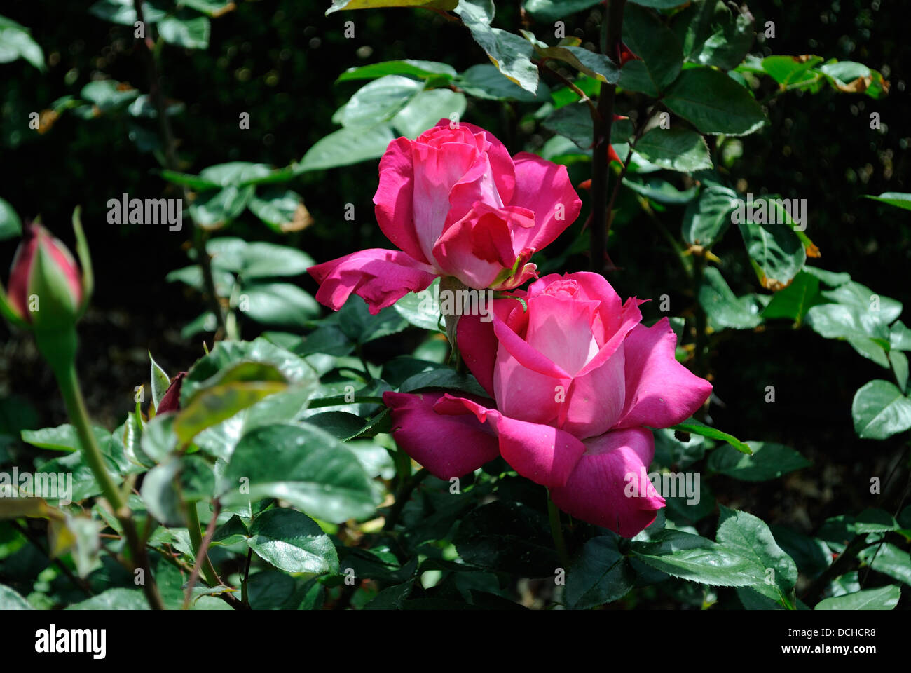 Rose at Rosaleda in Retiro Park, Madrid, Spain Stock Photo - Alamy