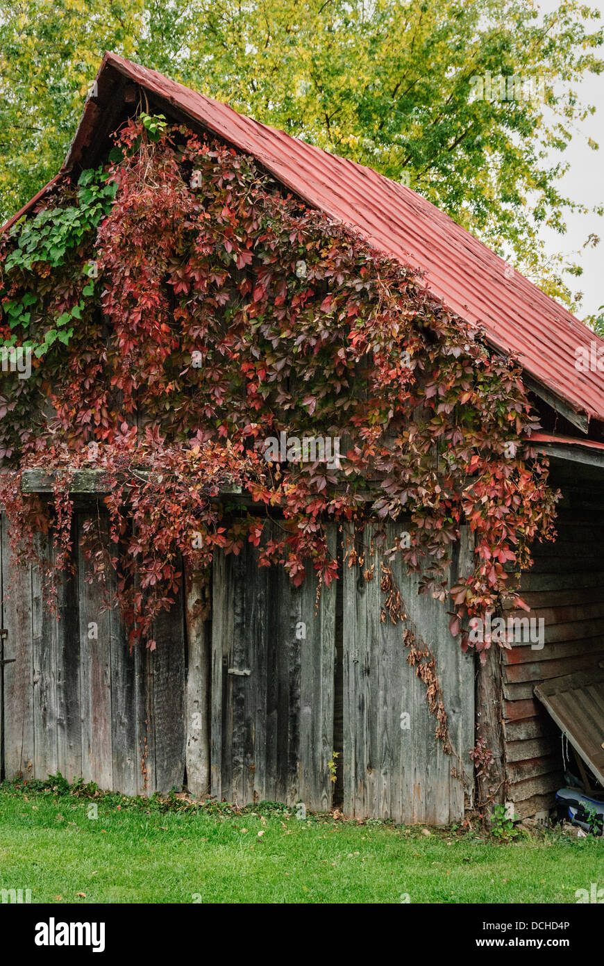 Ivy Covered Barn, Stephens City, Frederick County, Virginia Stock Photo ...
