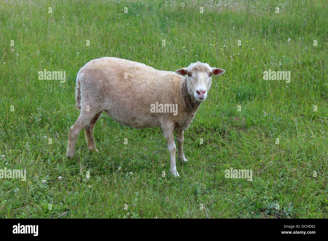 Gray ram hi-res stock photography and images - Alamy