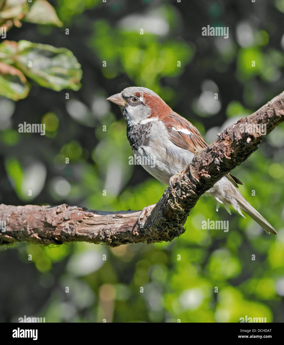 Male house sparrow passer domesticus hi-res stock photography and ...