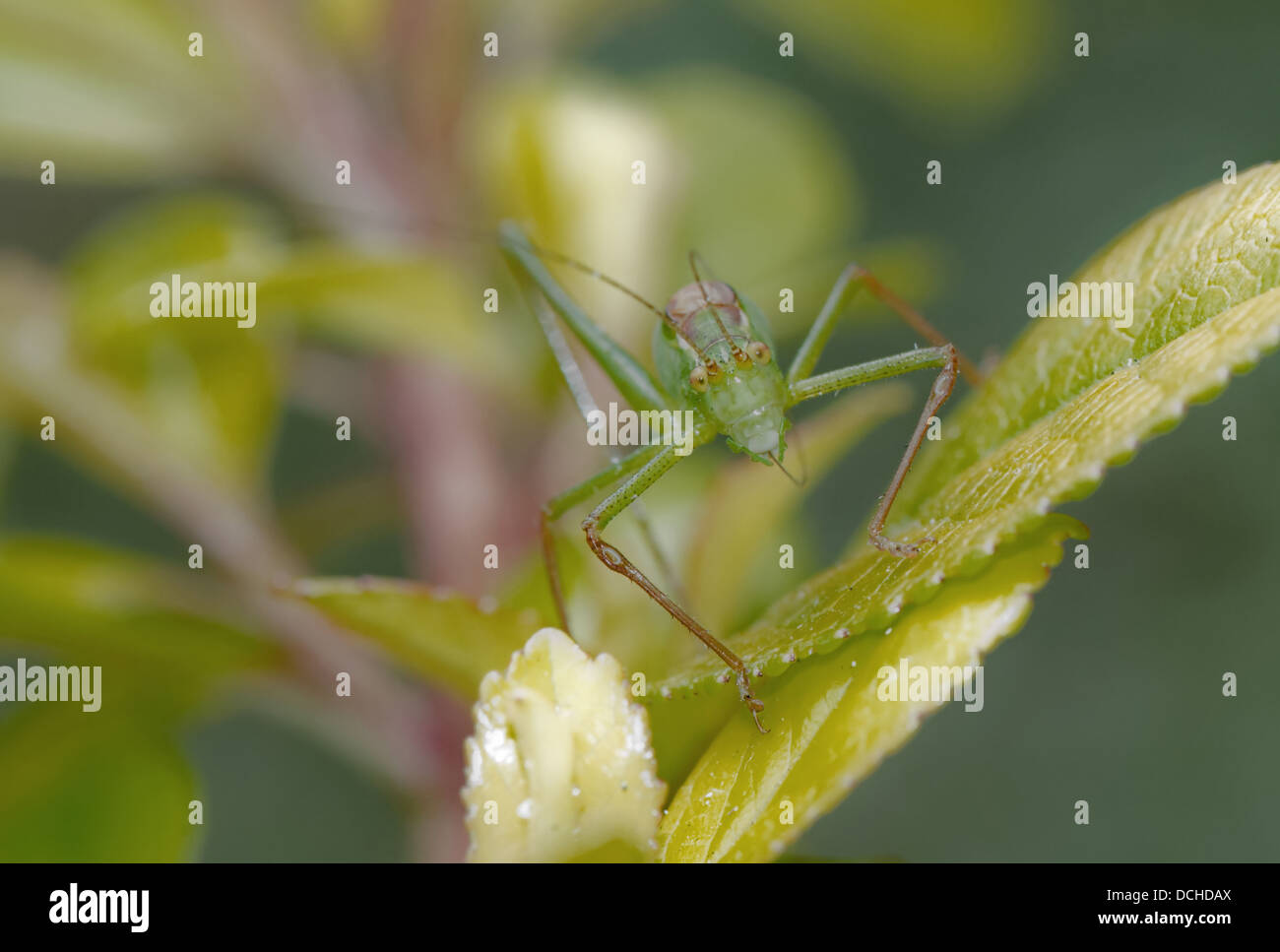 Speckled Bush Cricket - Leptophyes punctatissima, Summer. Uk Stock ...