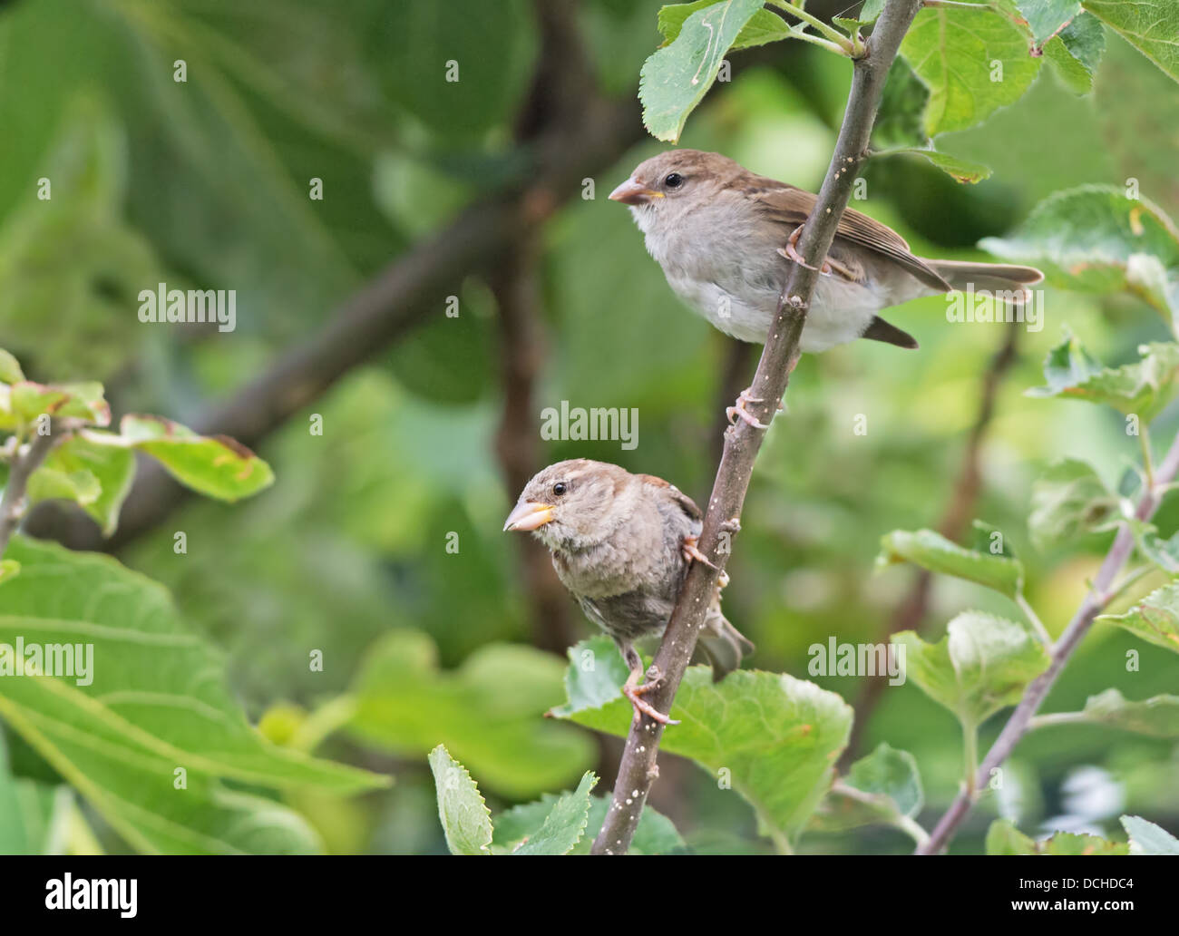 Female tree sparrow hi-res stock photography and images - Alamy