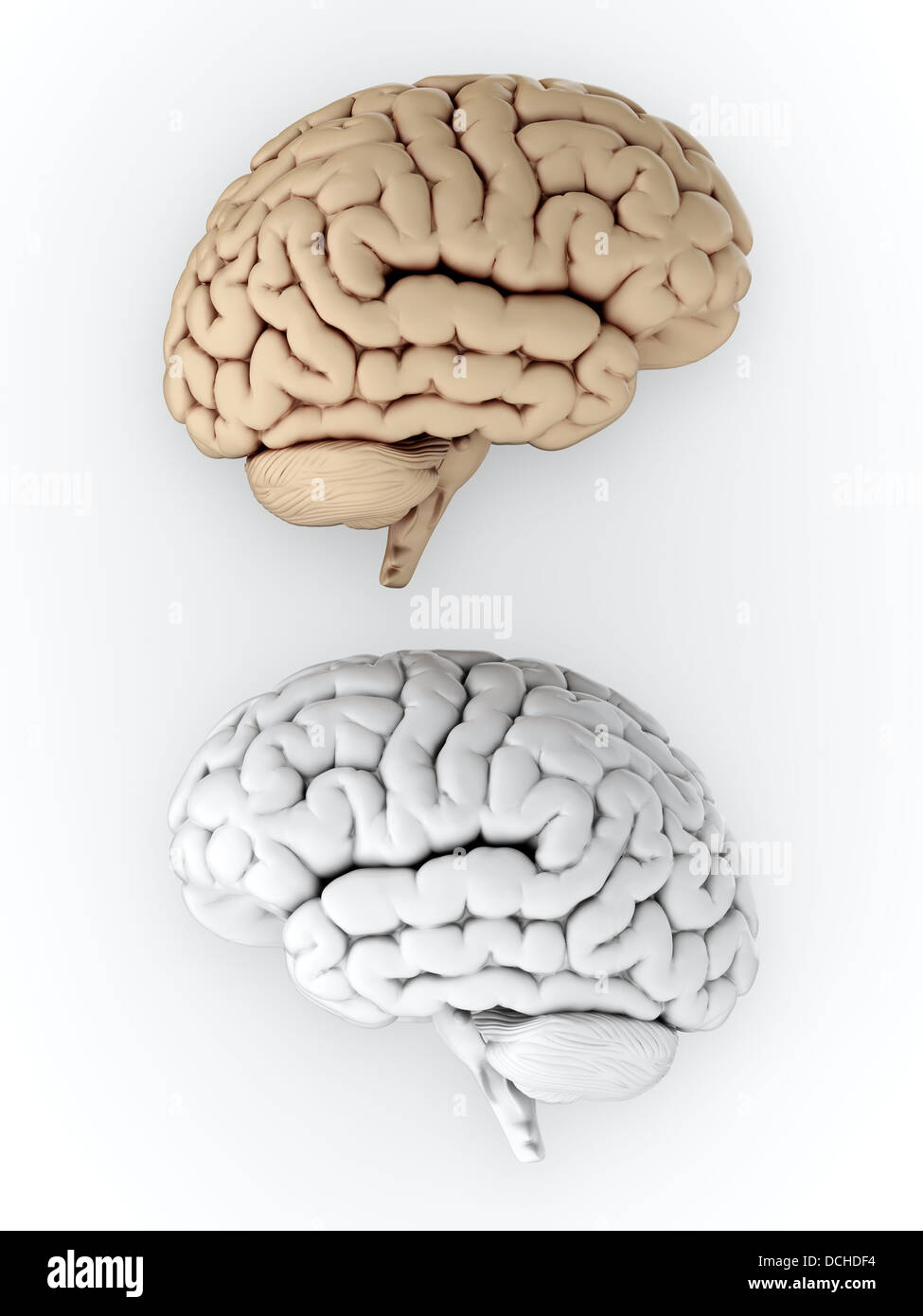 3D illustration of white and brown human brain on white background ...