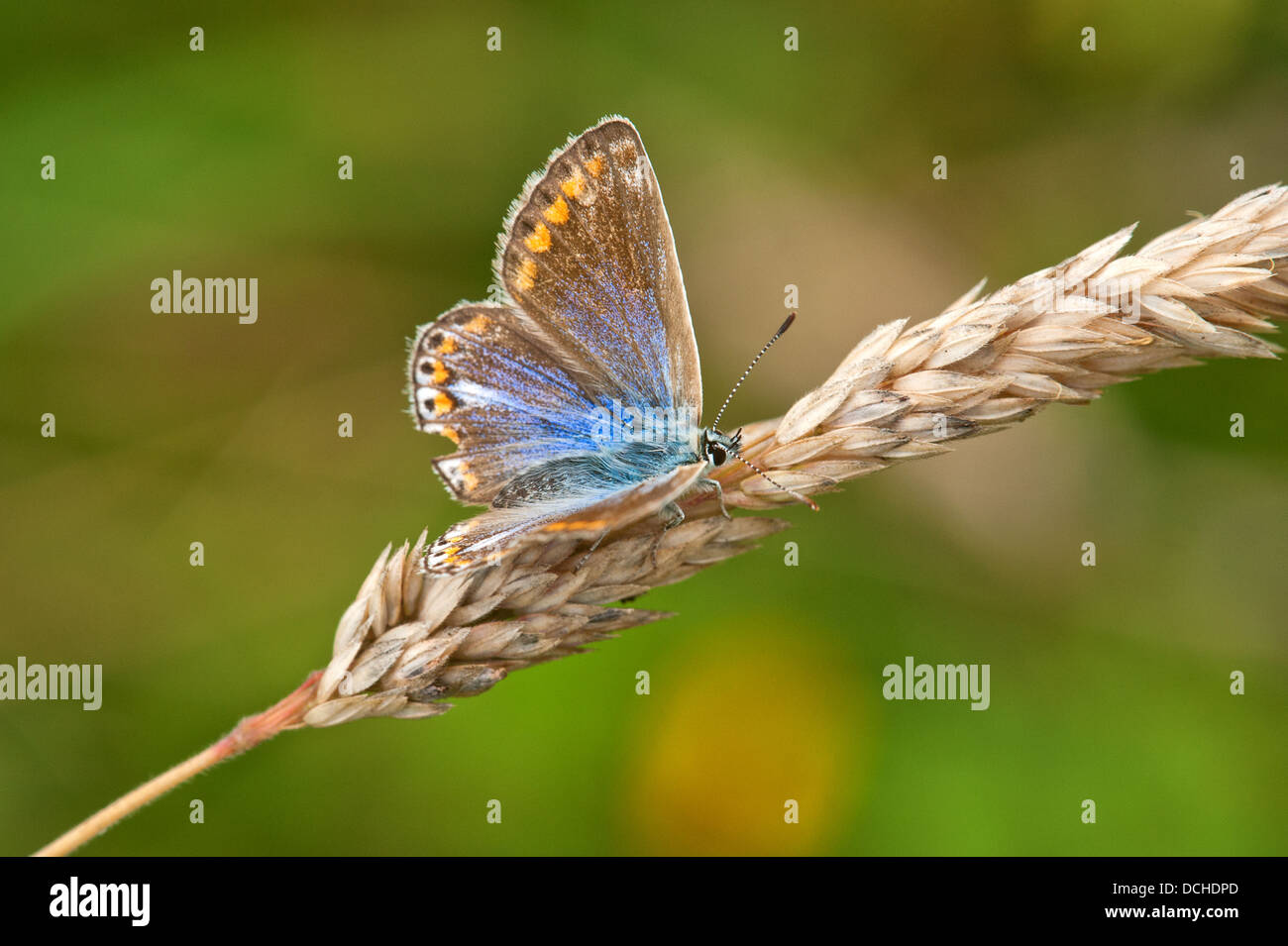 Female common blue butterfly hi-res stock photography and images - Alamy