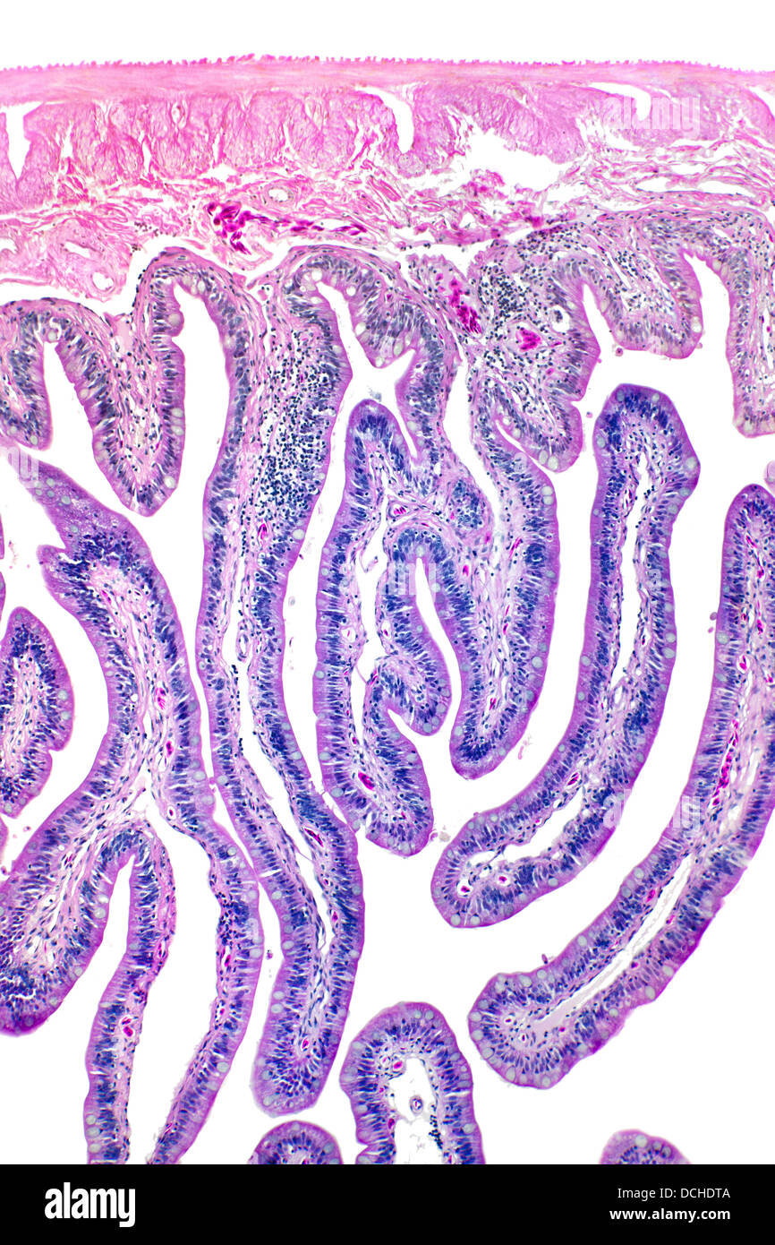 Brightfield microscope hi-res stock photography and images - Alamy