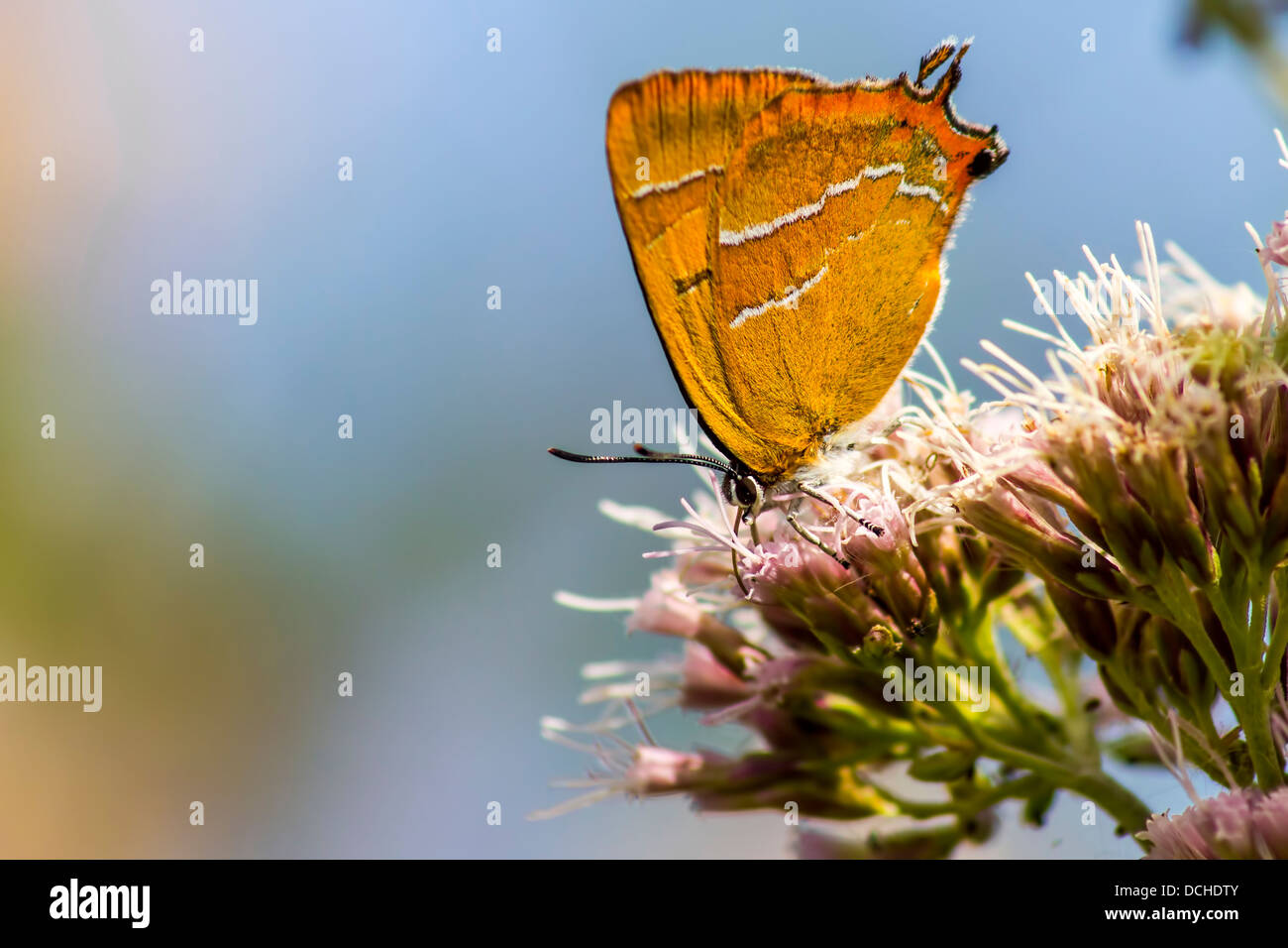 Portrait of a butterfly Stock Photo - Alamy