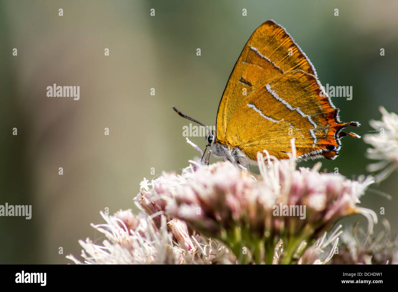 Portrait of a butterfly Stock Photo - Alamy