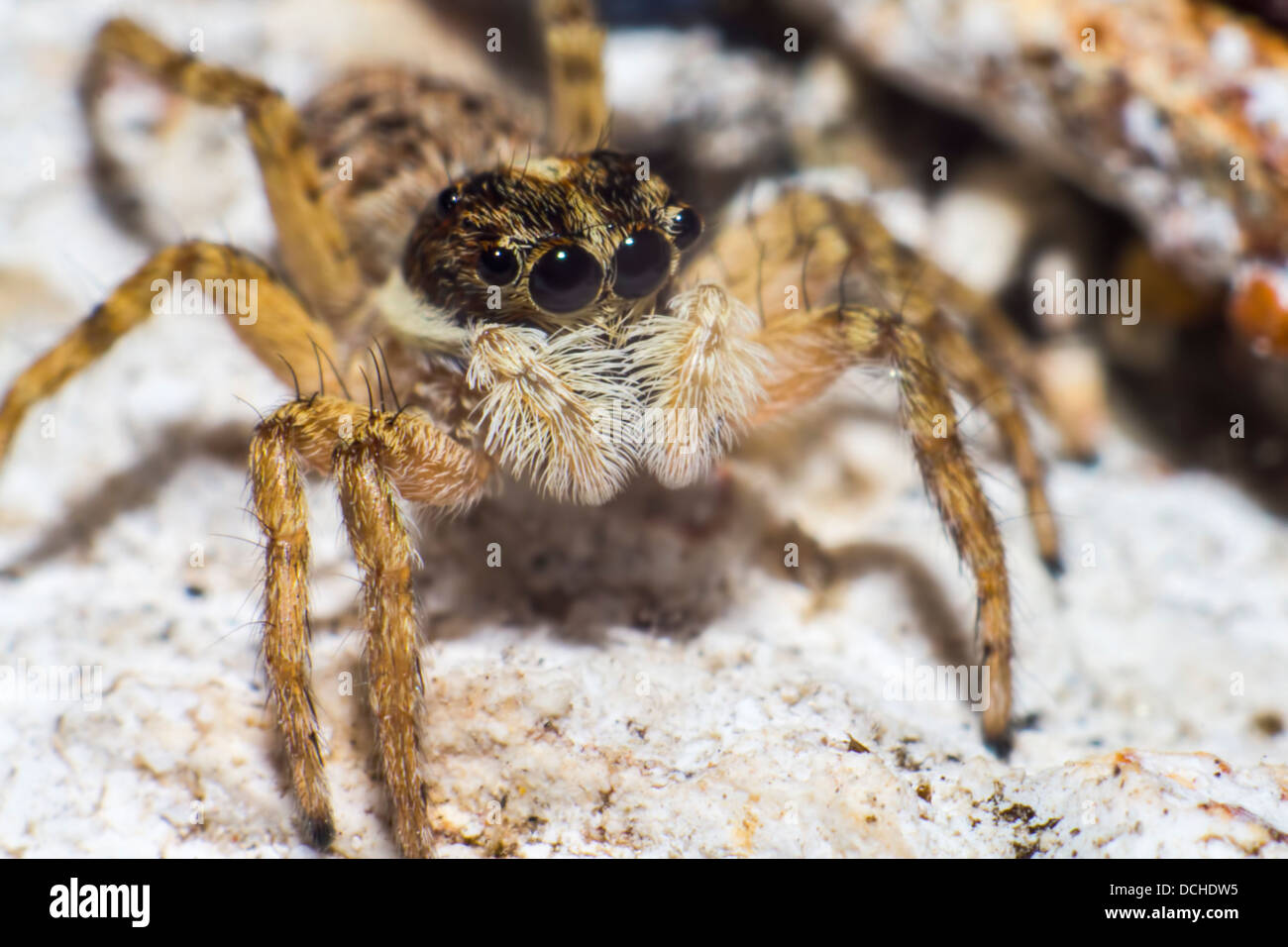 Isolated macro adult jumping hi-res stock photography and images - Alamy
