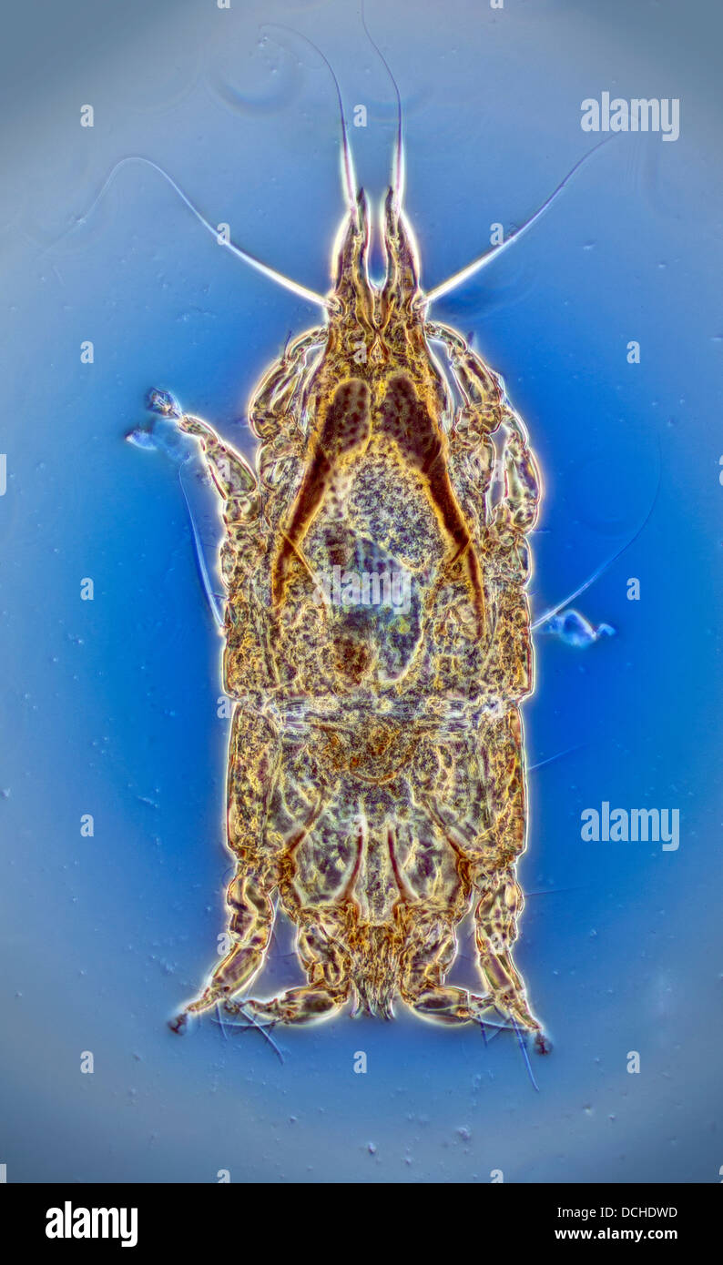 Parasitic mite from a bird; House Martin, phase contrast ...