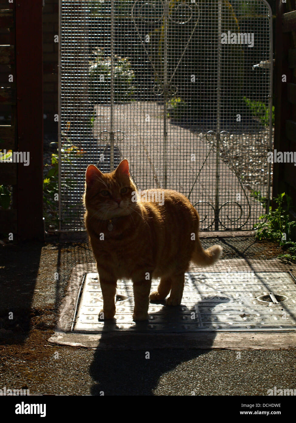 Ginger cat waiting by garden gate Stock Photo - Alamy