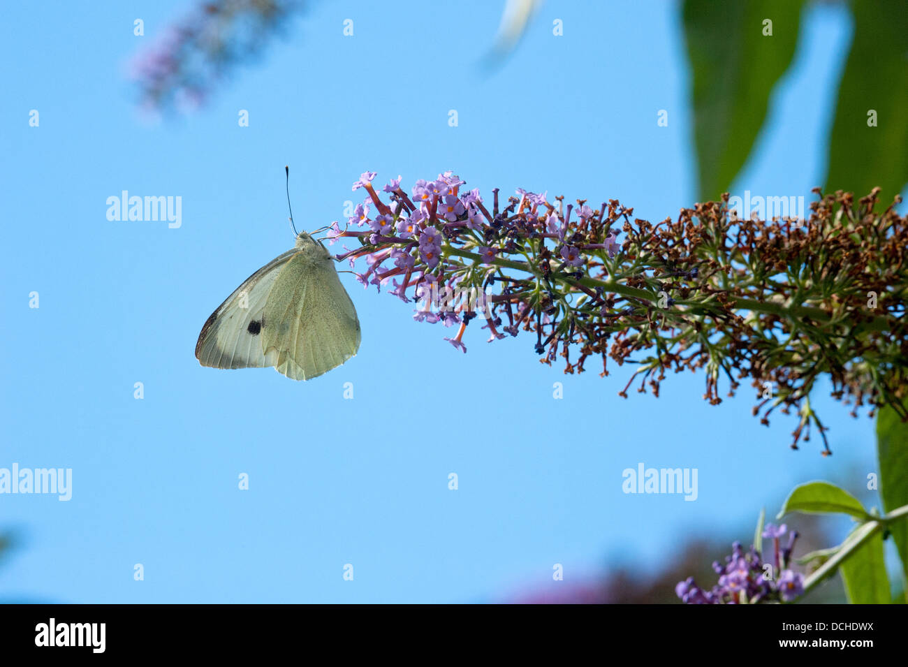 Female Small White butterfly feeding on purple buddleia butterfly bush ...