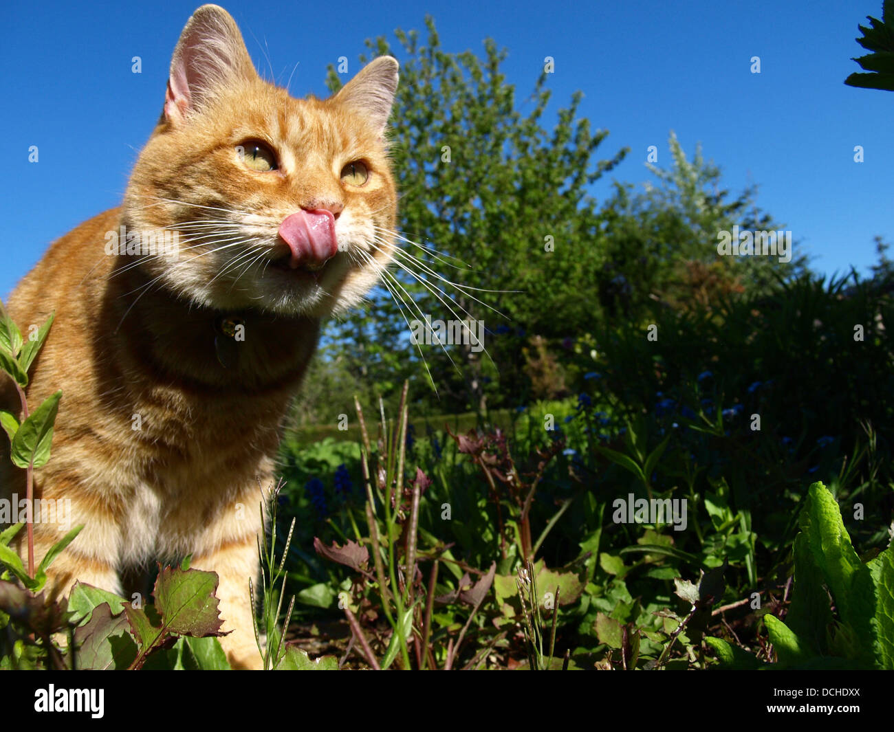 On a mouse hunt Stock Photo - Alamy