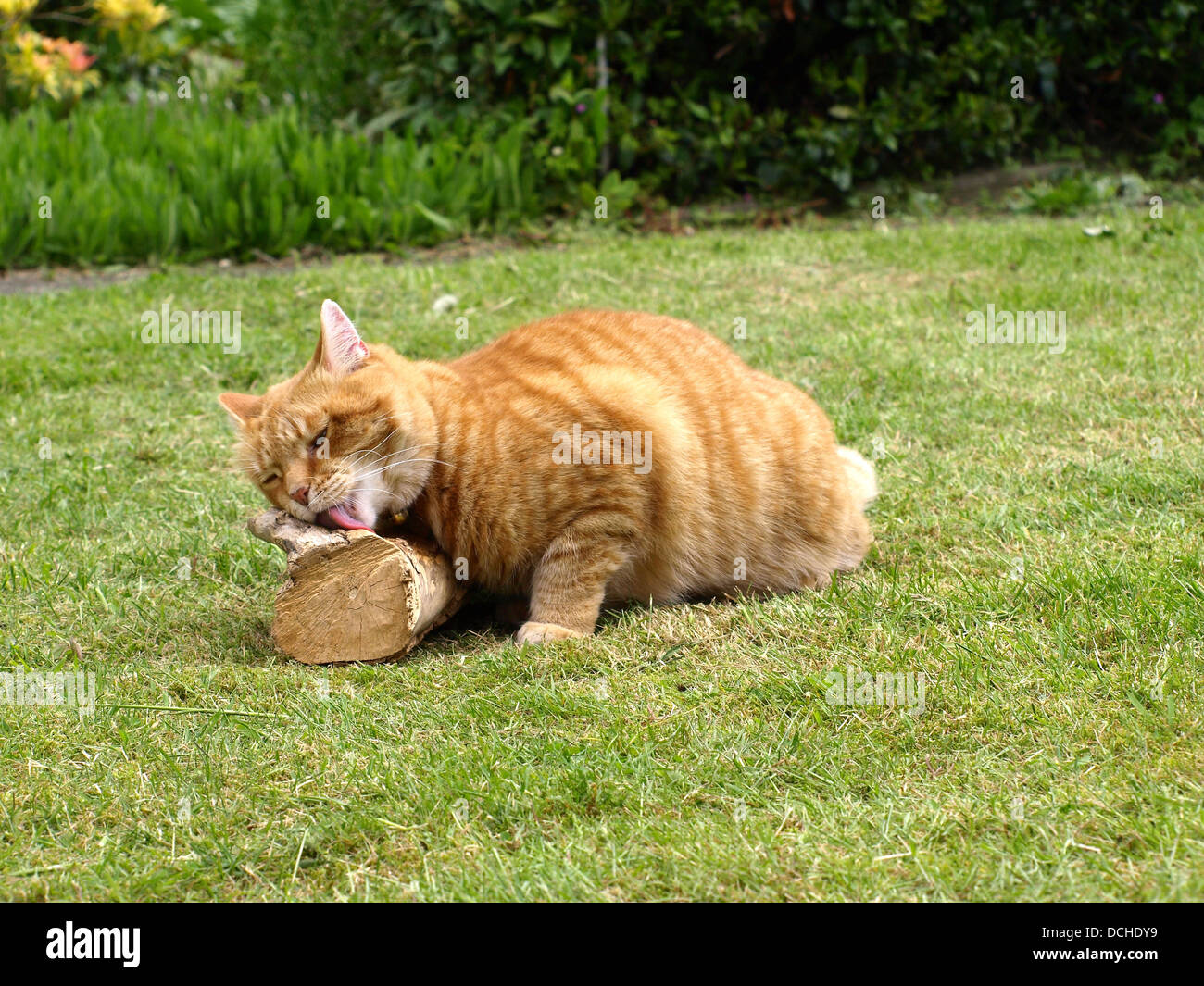 Cat log hi-res stock photography and images - Alamy