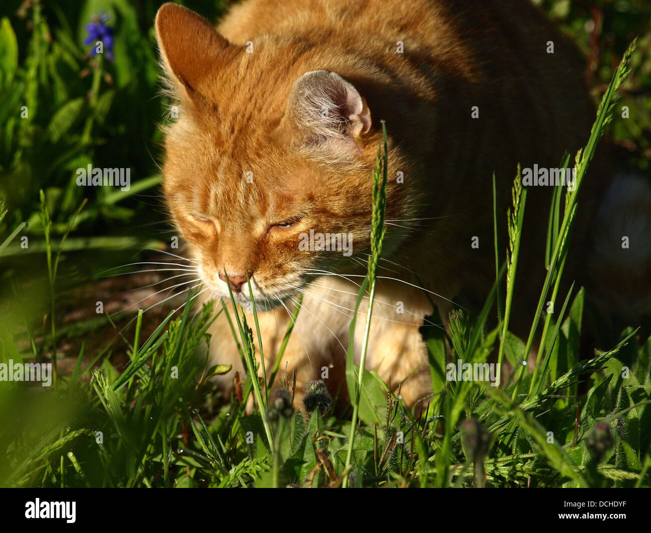 Ginger cat smelling grass Stock Photo - Alamy