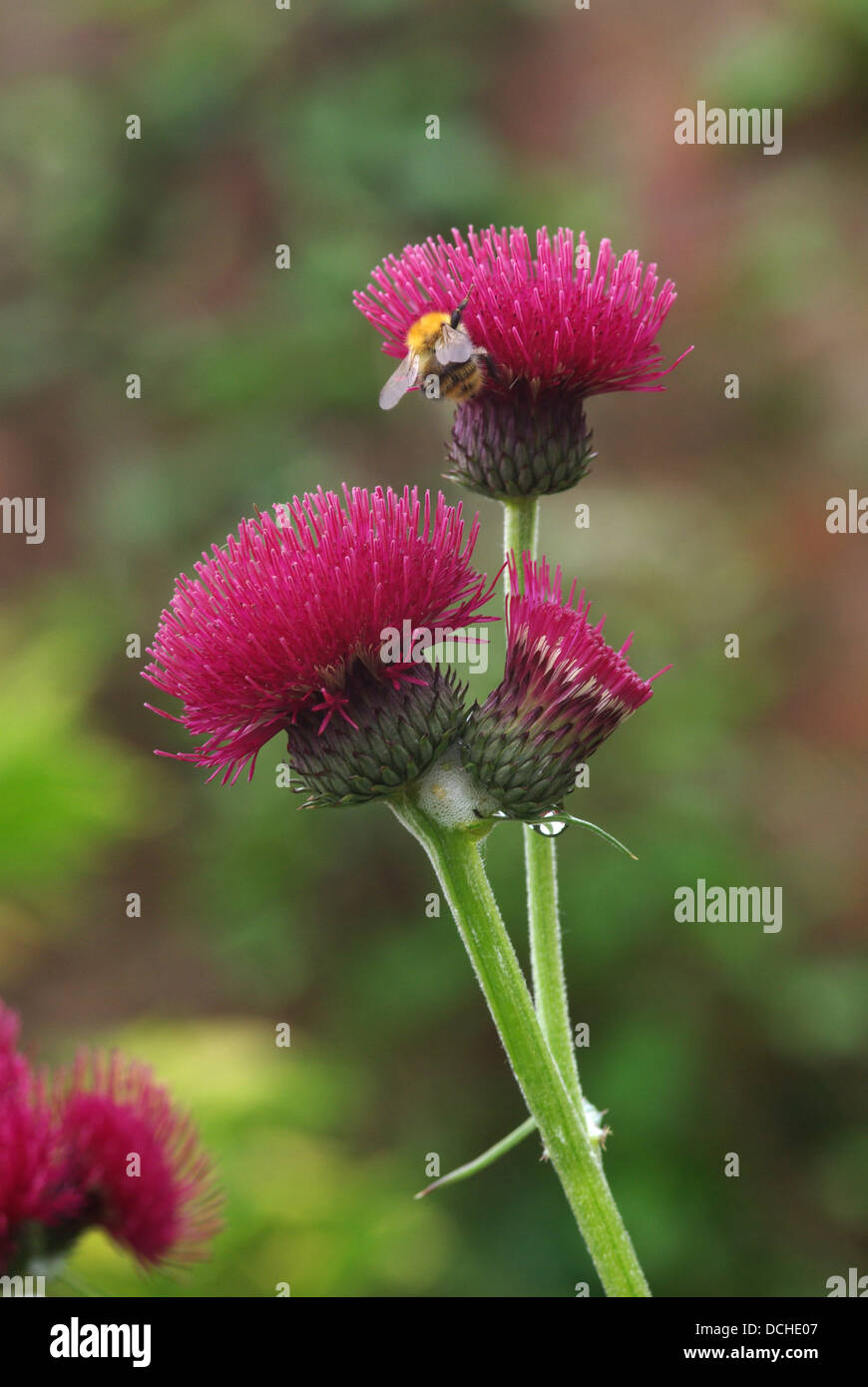 Cirsium rivulare atropurpureum Stock Photo - Alamy