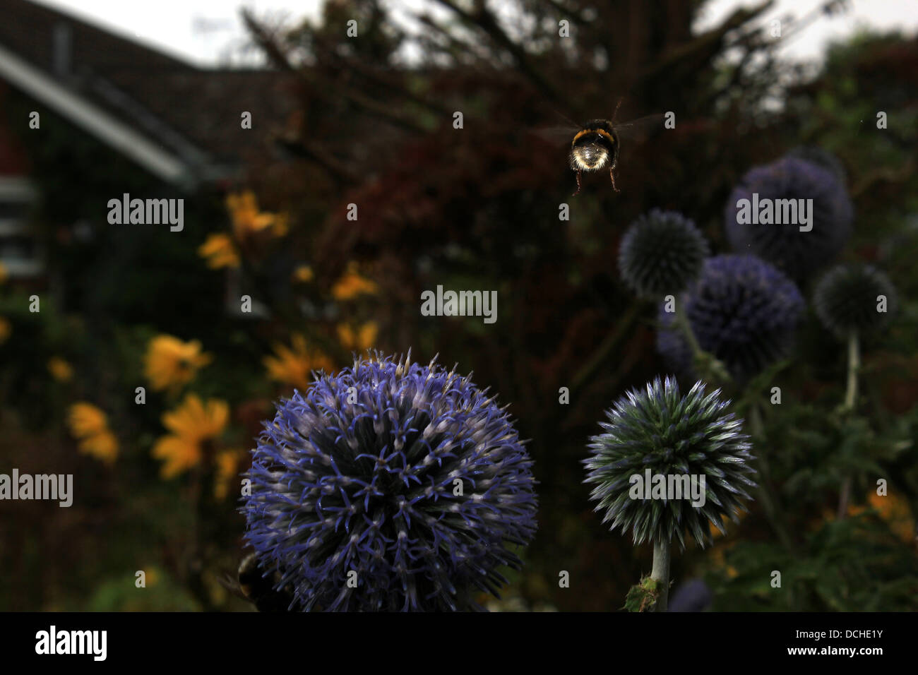 White-tailed bumblebee flying over globe thistle Stock Photo - Alamy
