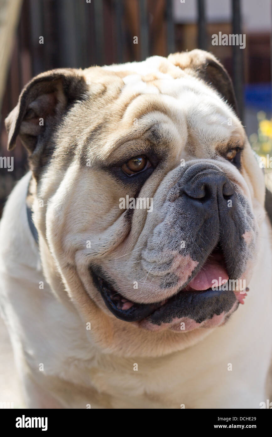 close up of bulldog face in sunny day Stock Photo - Alamy