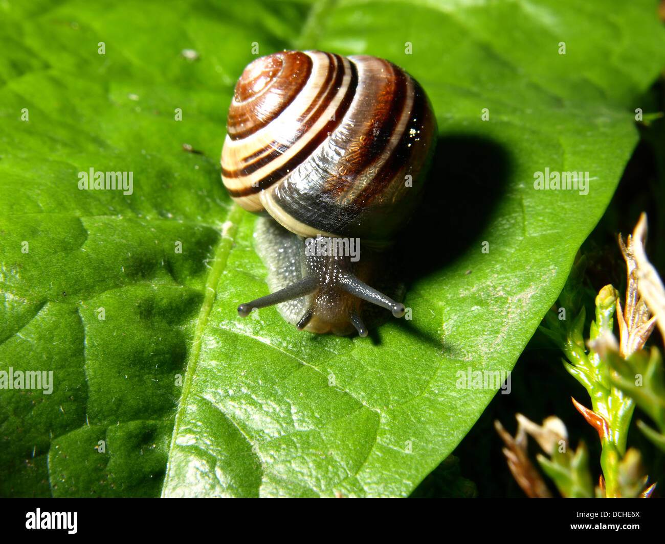 Banded snail hi-res stock photography and images - Alamy