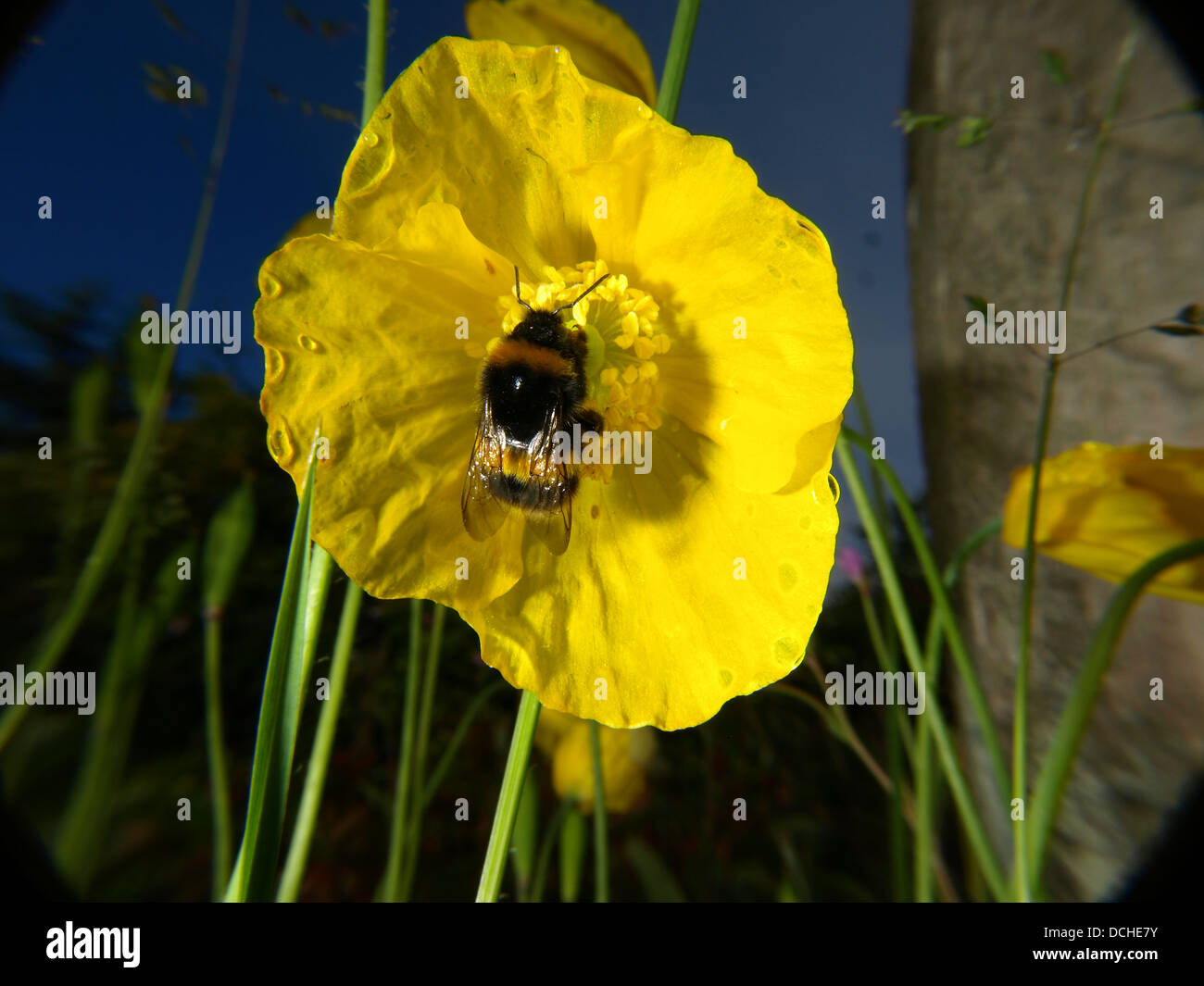 Bumblebee poppy hi-res stock photography and images - Alamy