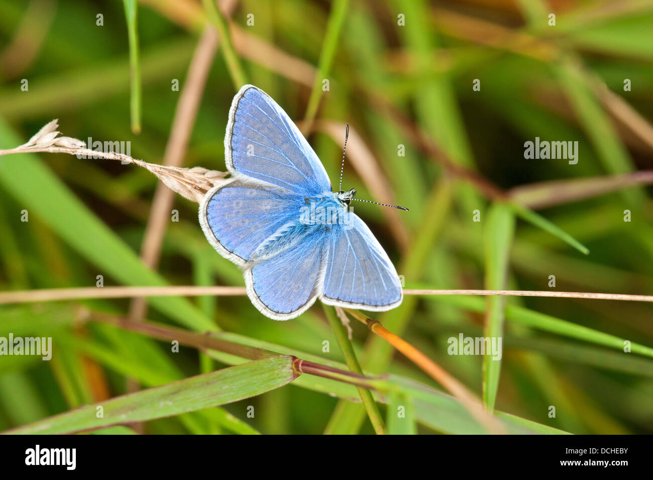 Male butterfly hi-res stock photography and images - Alamy