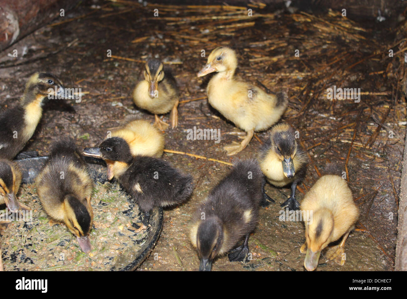 Baby duck pond child hi-res stock photography and images - Alamy