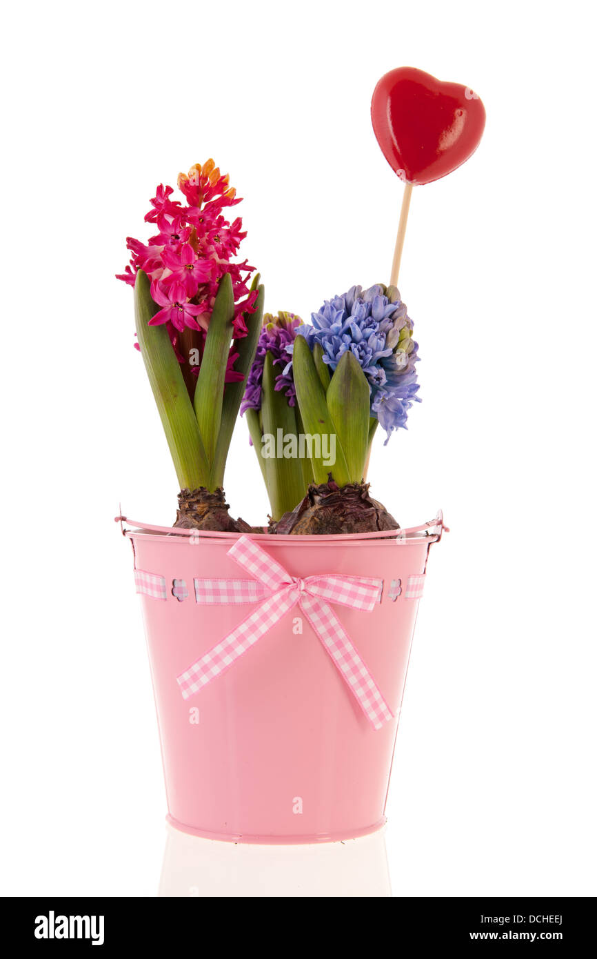 Colorful Hyacinths in pink bucket isolated over white background Stock ...