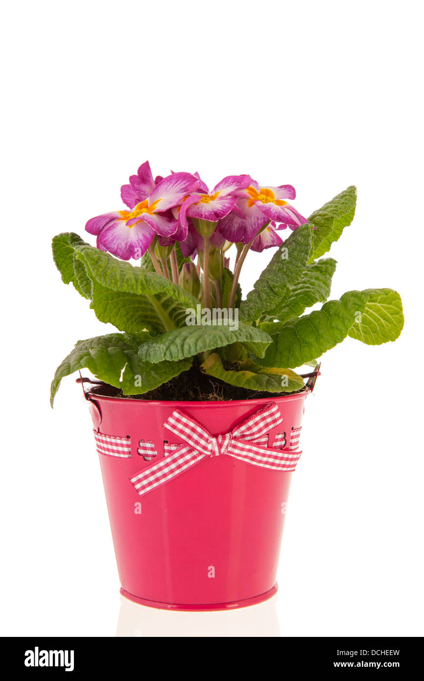 Pink Primrose plant in flower pot isolated over white background Stock ...
