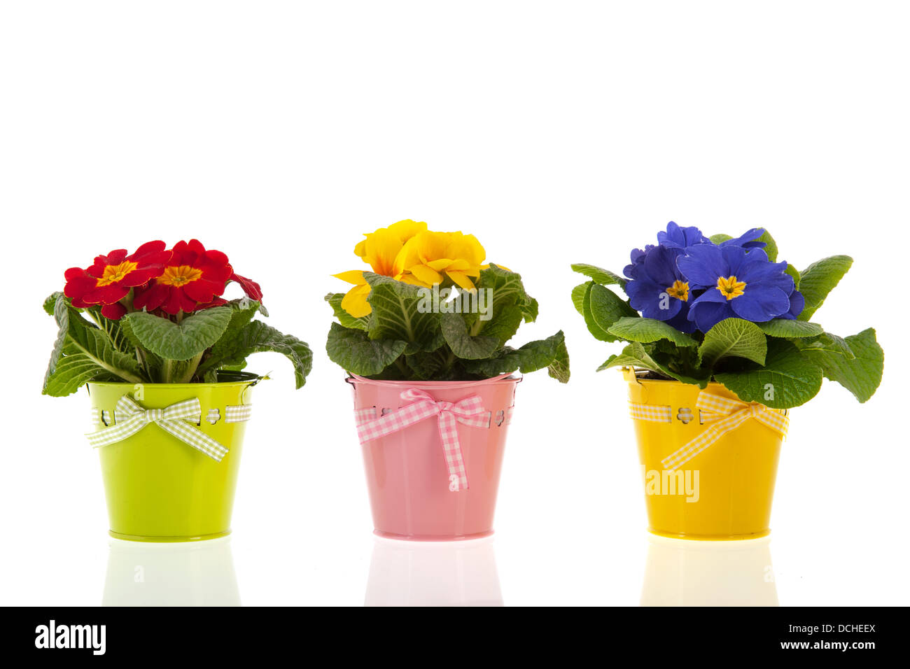 Row colorful Primroses in flower pots isolated over white background ...
