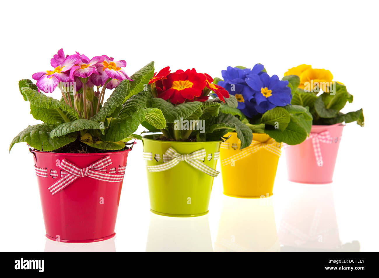 Row colorful Primroses in flower pots isolated over white background ...