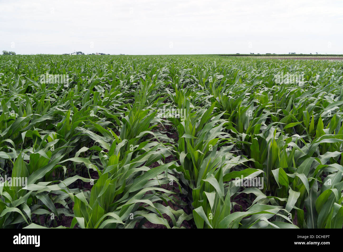 Cornfield illinois hi-res stock photography and images - Alamy