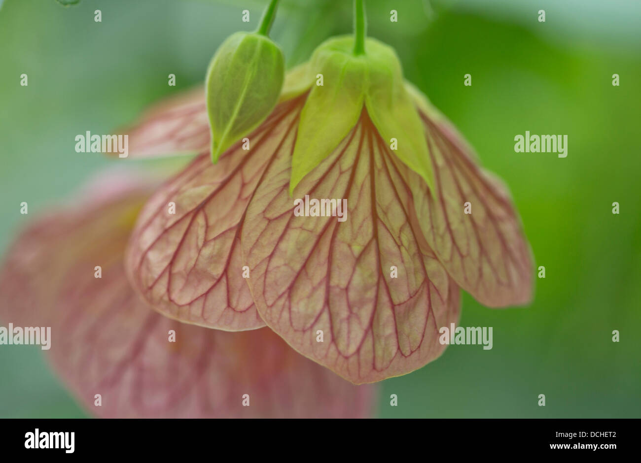 Abutilon Flowers High Resolution Stock Photography and Images - Alamy