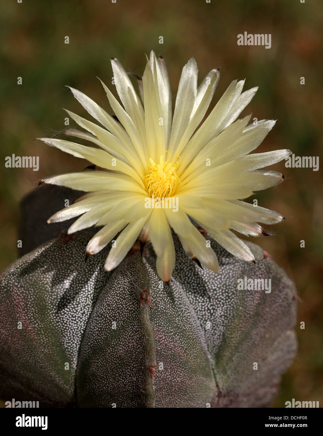 Bishop's Cap Cactus, Astrophytum Myriostigma, Cactaceae Stock Photo - Alamy
