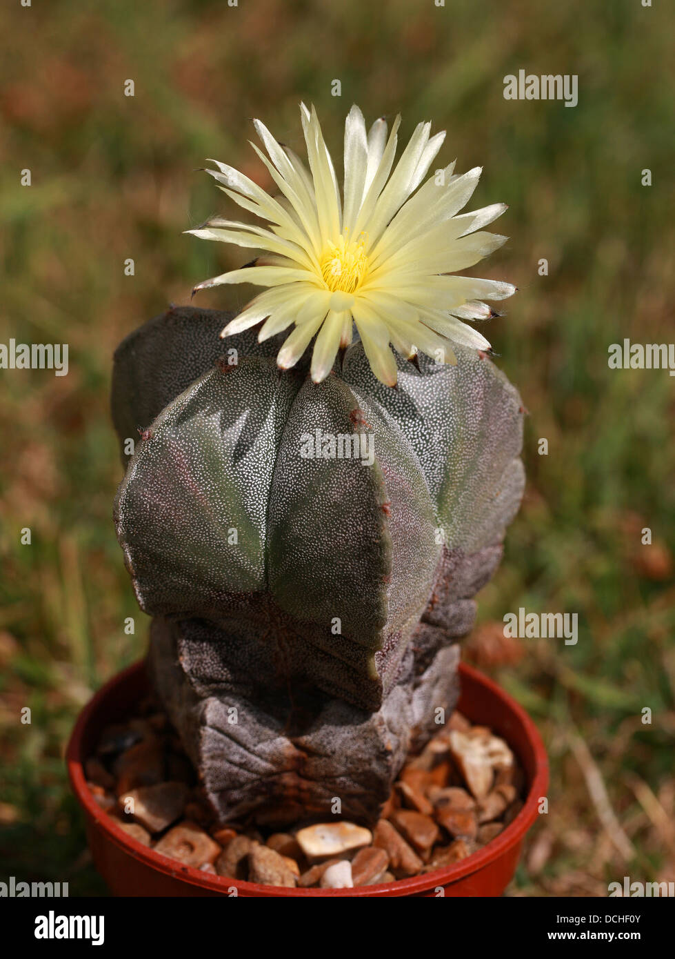 Bishop's Cap Cactus, Astrophytum Myriostigma, Cactaceae Stock Photo - Alamy