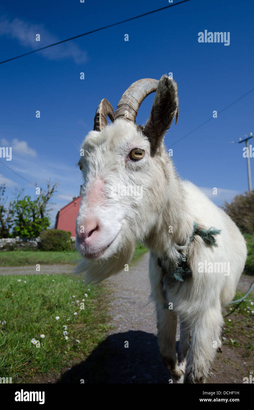 Pet goat in kerry, Ireland Stock Photo - Alamy
