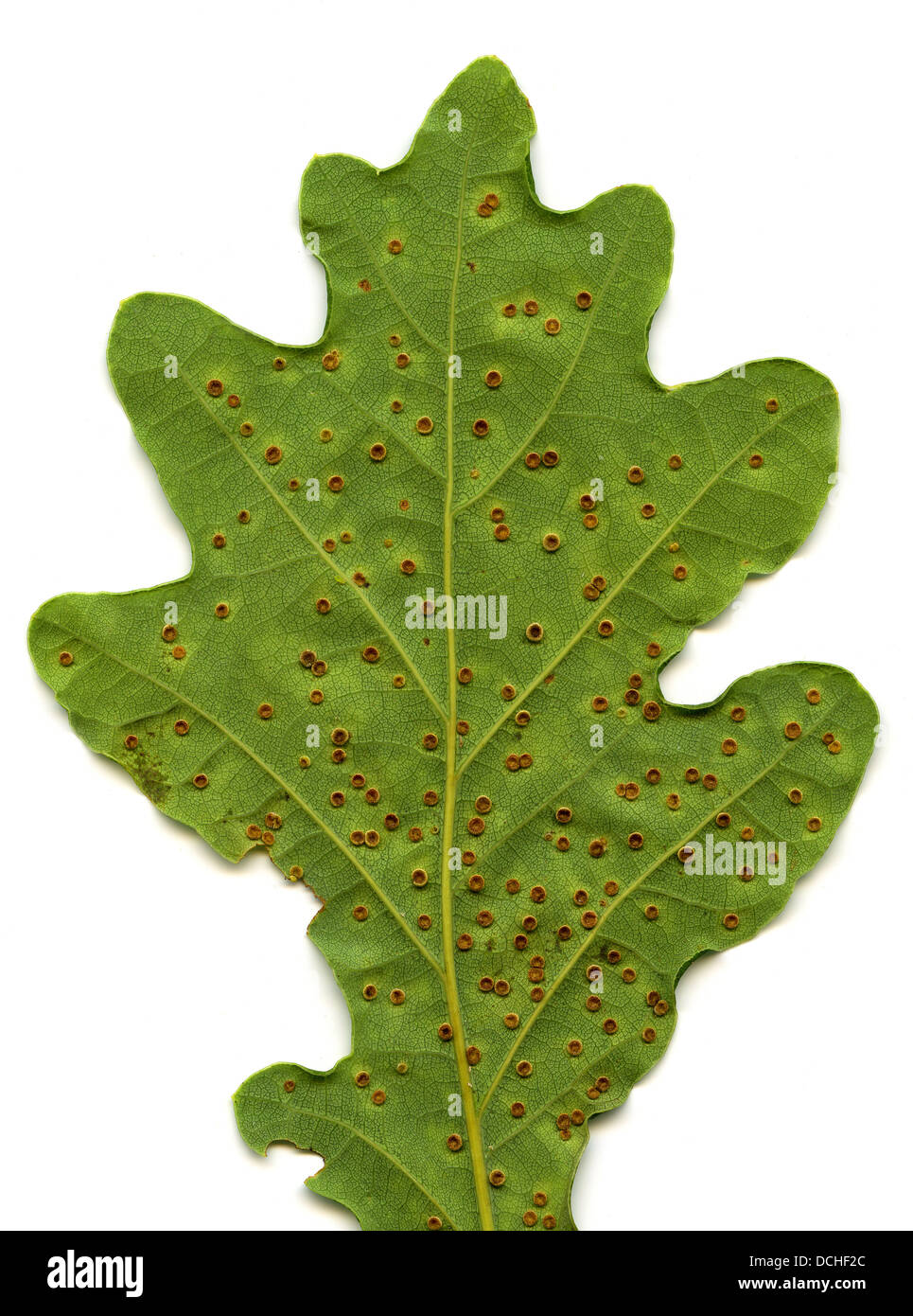 Silk Button Spangle Gall, Neuroterus numismalis, Cynipidae, Hymenoptera ...