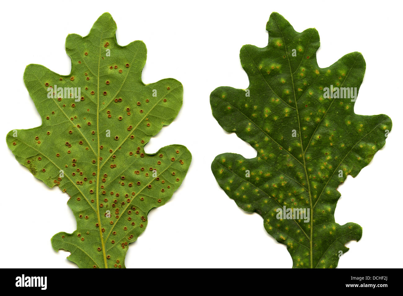 Silk button gall wasp on oak tree leaves hi-res stock photography and ...