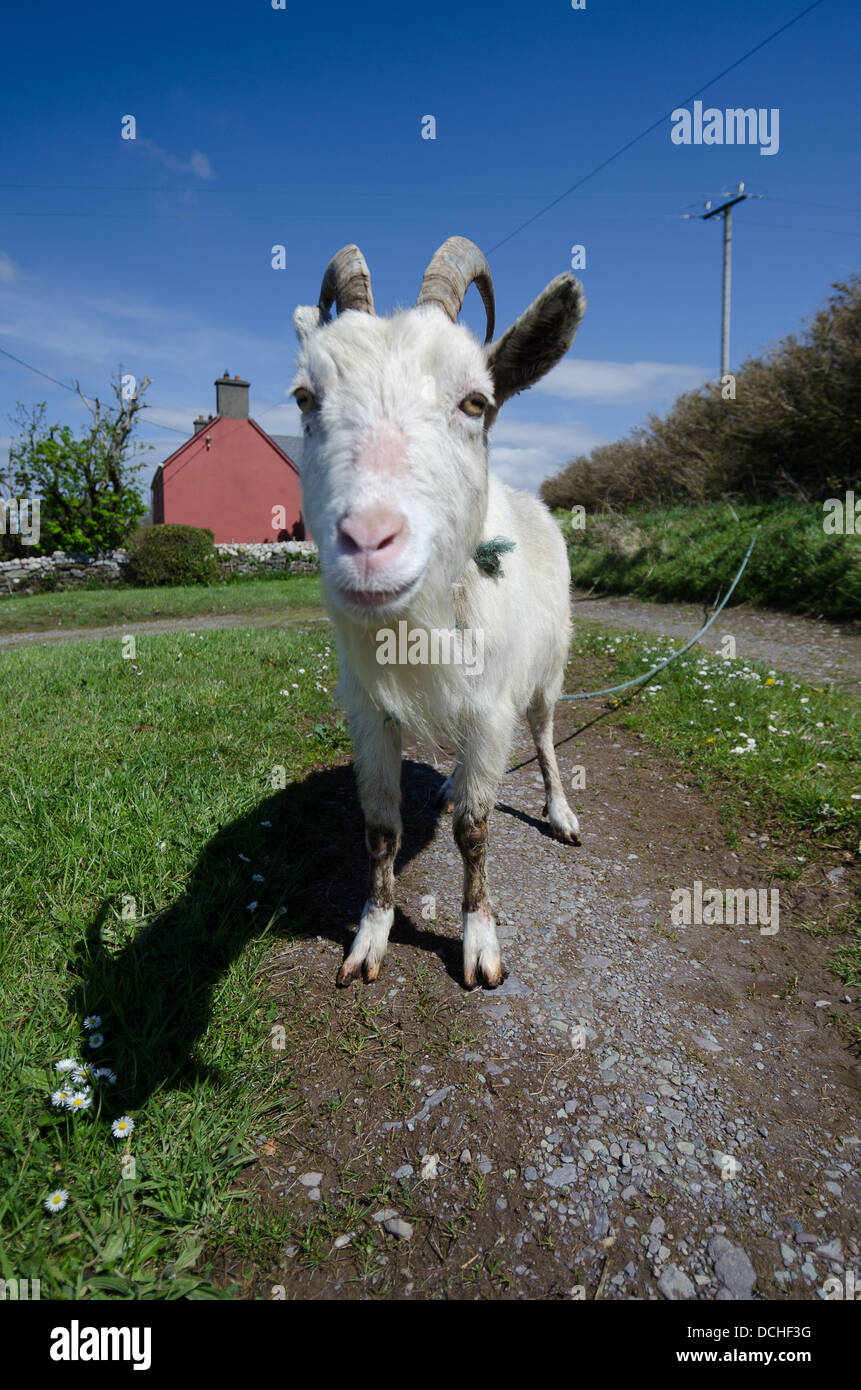 Kerry goat hi-res stock photography and images - Alamy