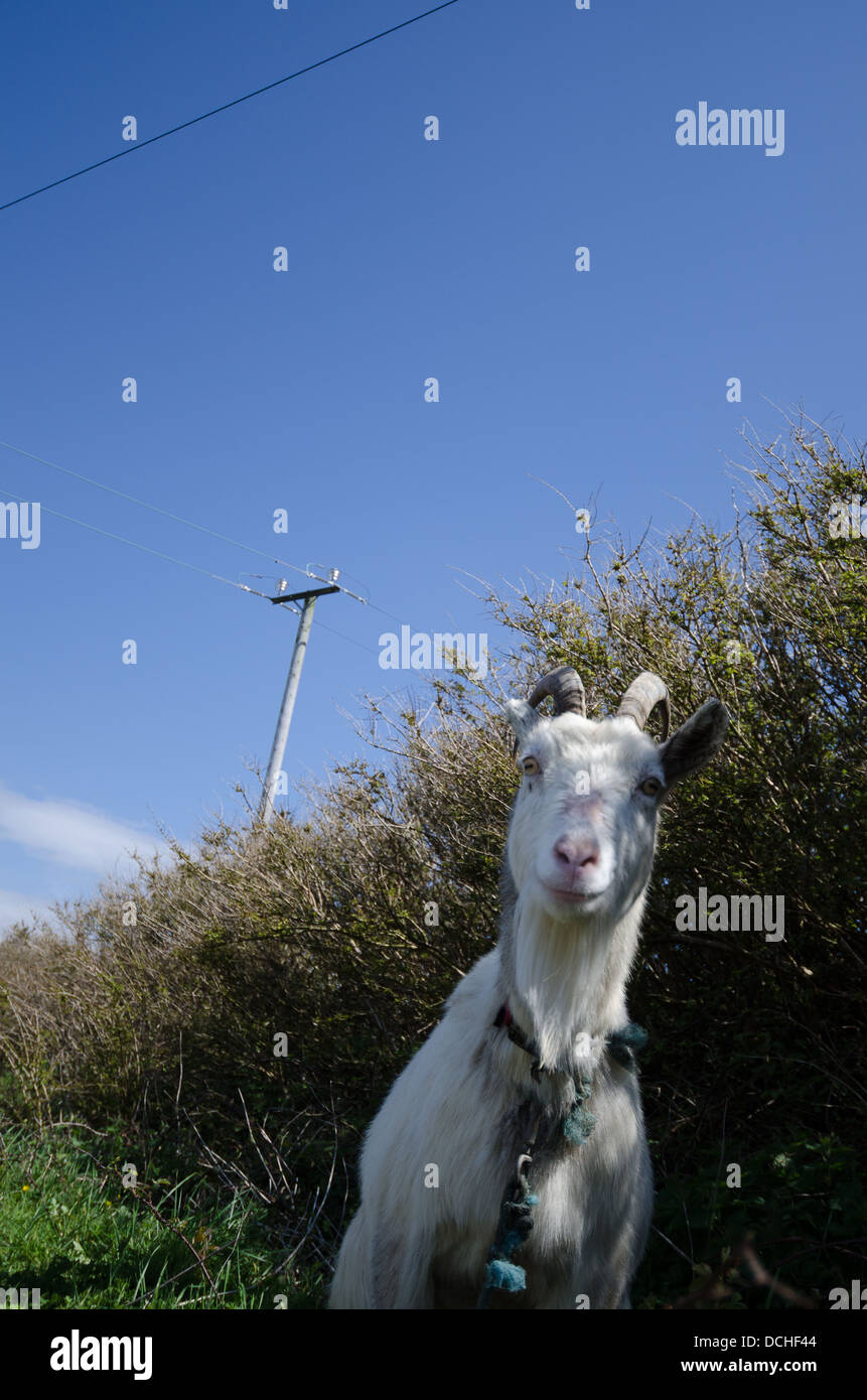 Pet goat in kerry, Ireland Stock Photo - Alamy