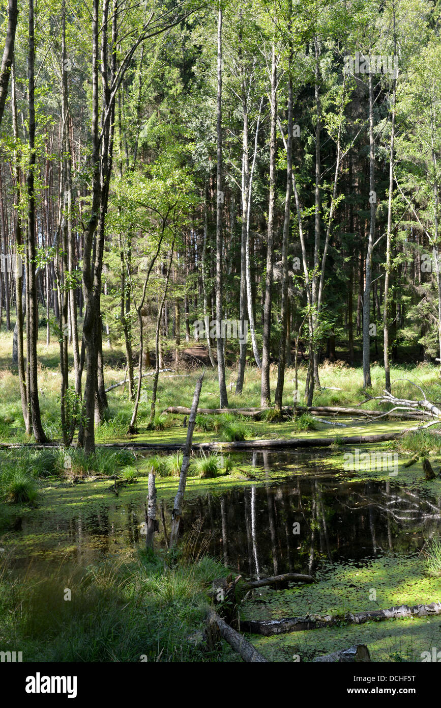 Wild forest pond Stock Photo - Alamy