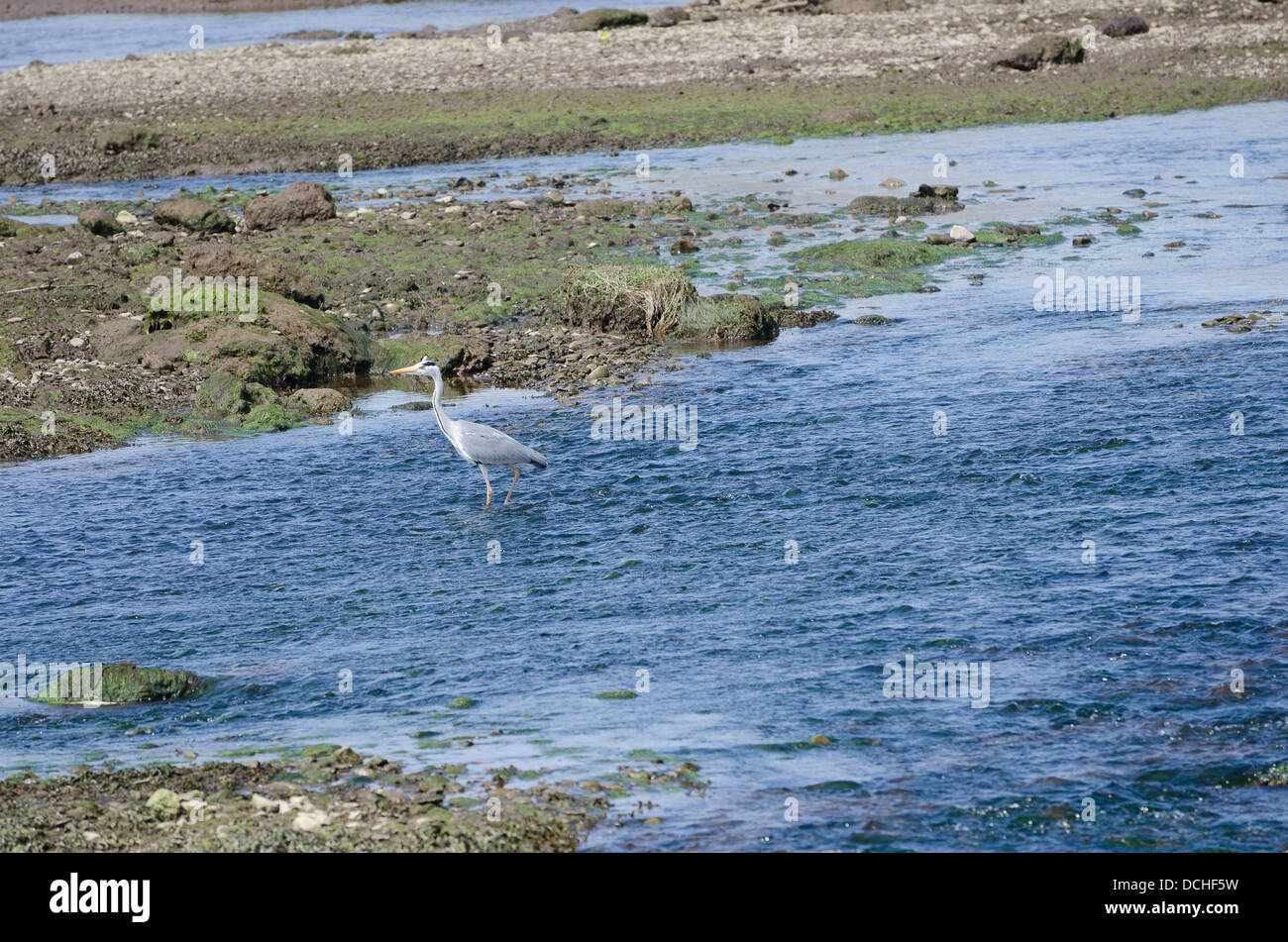 Sea birds over the atlantic Stock Photo - Alamy