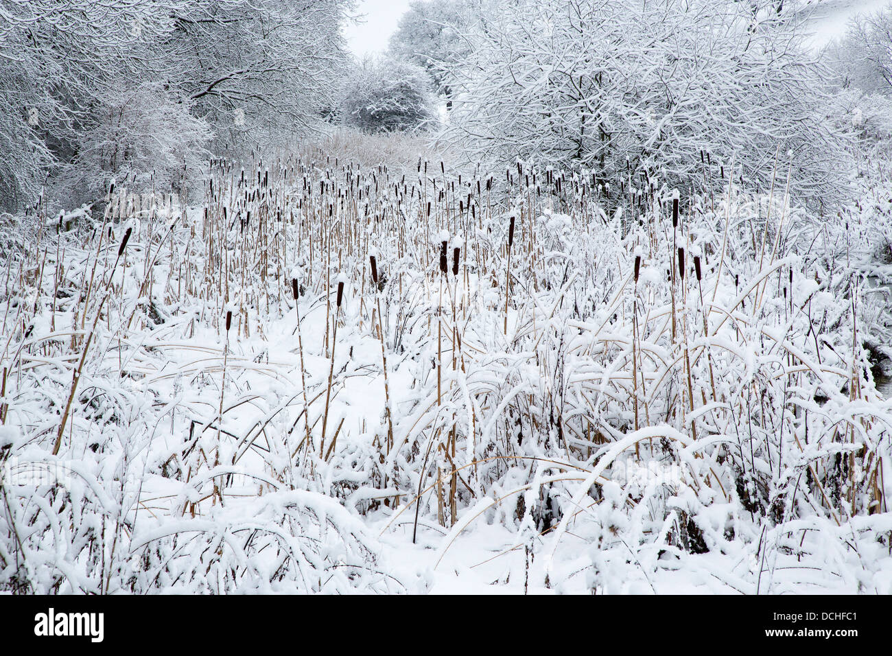 Bull rushes hi-res stock photography and images - Alamy