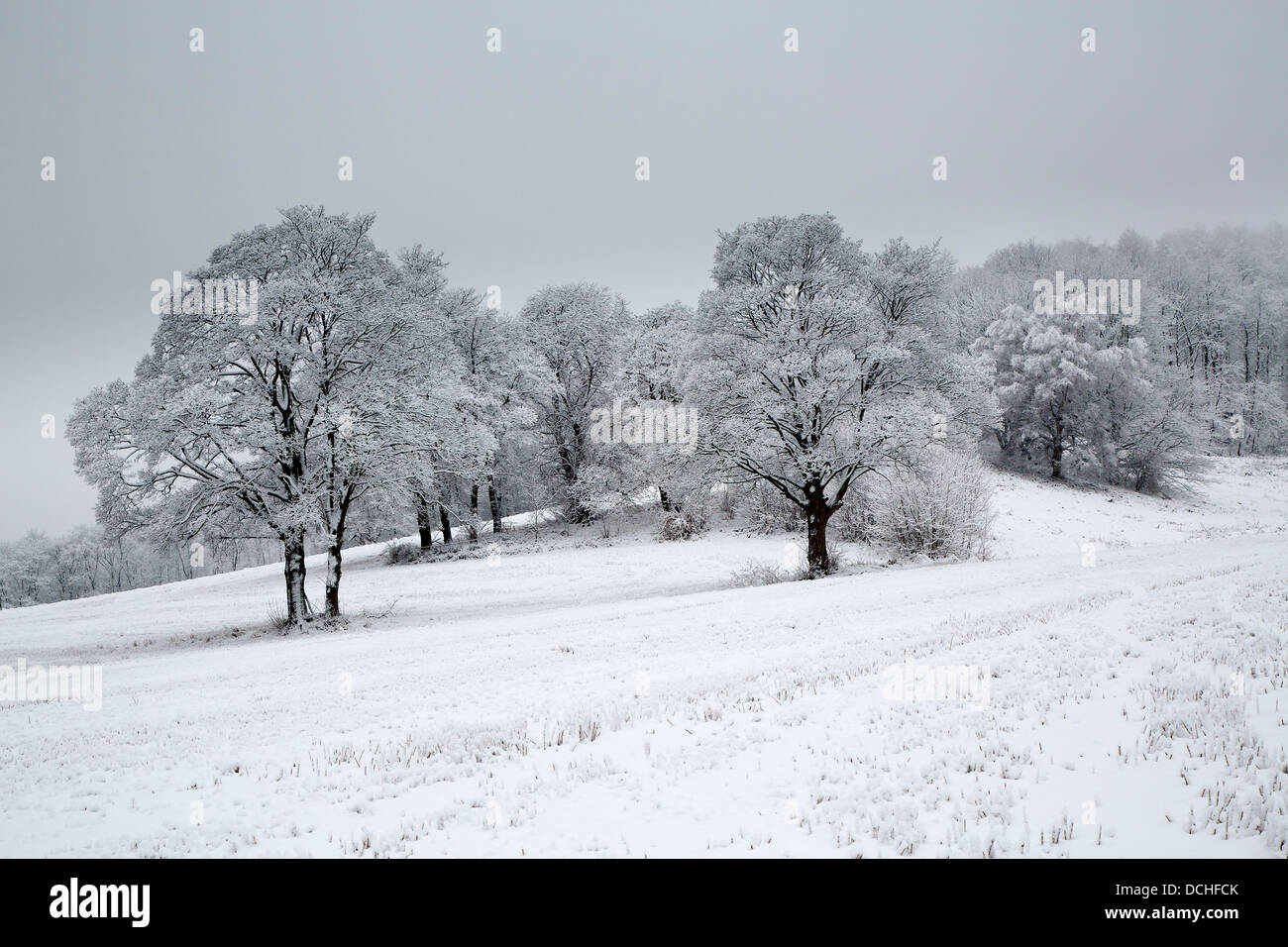 Trees in inter snow, Hutton, Guisborough Stock Photo - Alamy