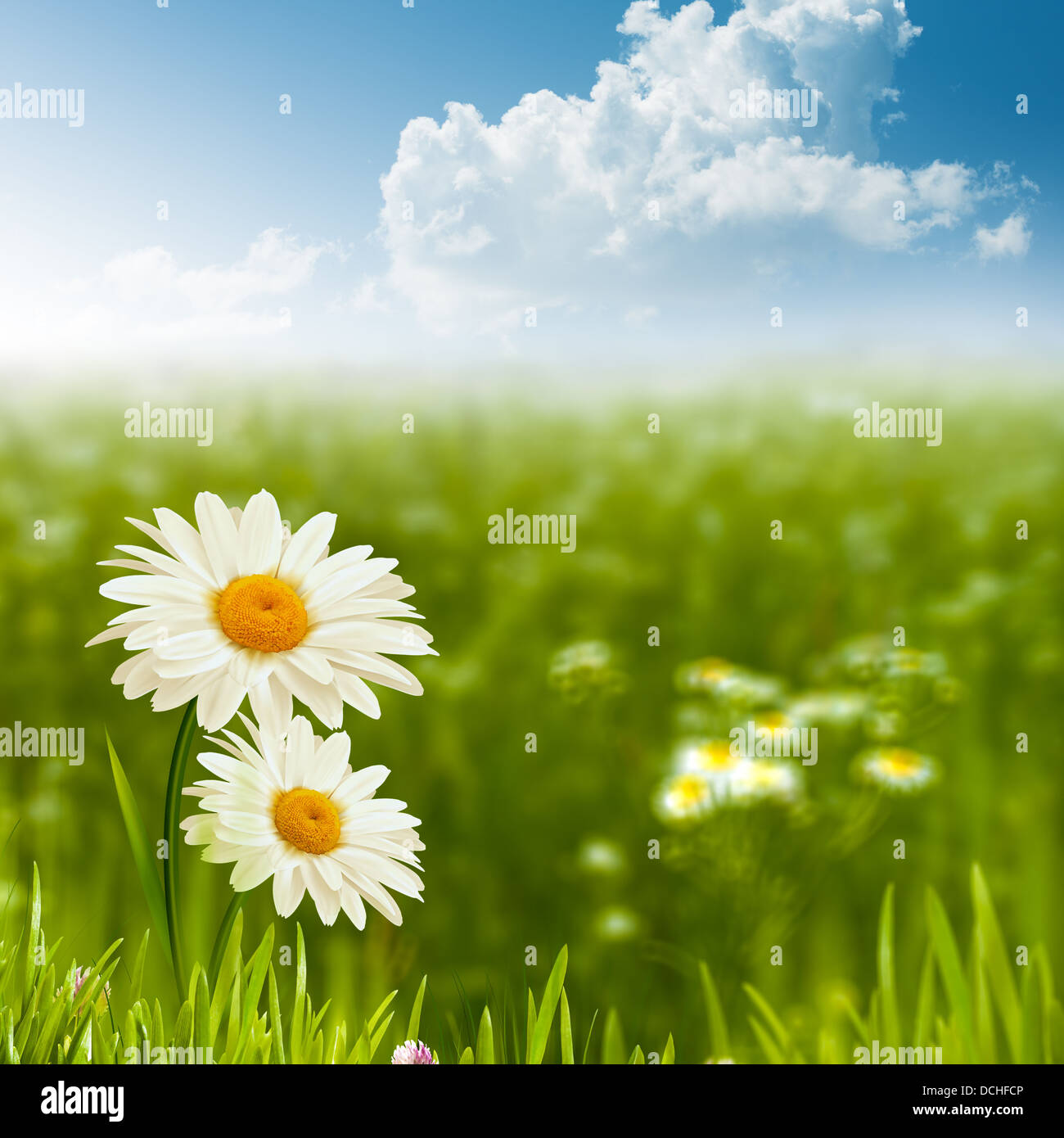 Beauty daisy flowers on the meadow, environmental backgrounds Stock ...