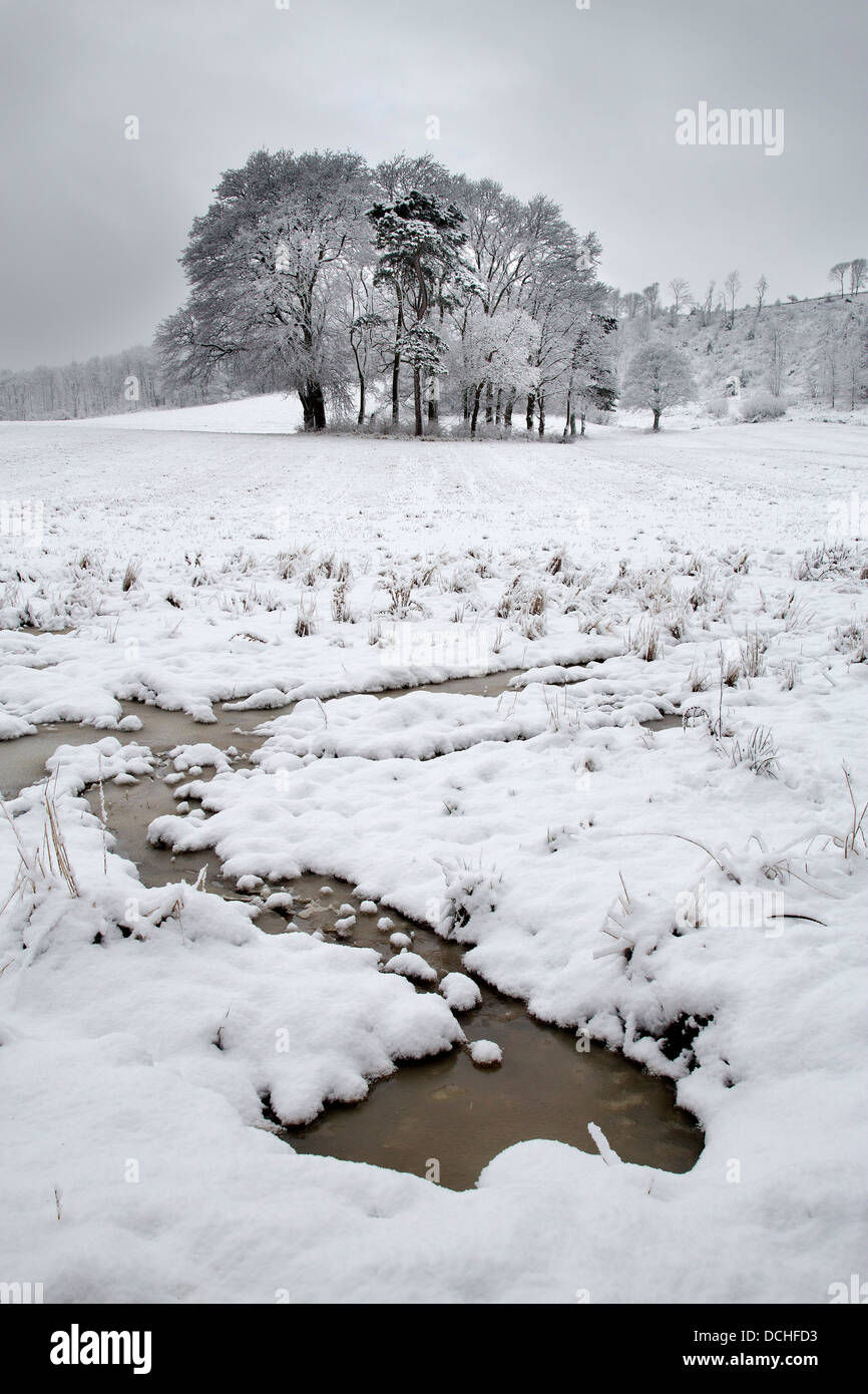 Woodland copse in winter snow, Hutton, Guisborough Stock Photo - Alamy