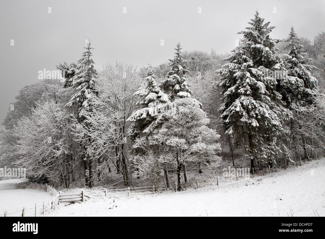 Trees in winter snow, Hutton, Guisborough Stock Photo - Alamy